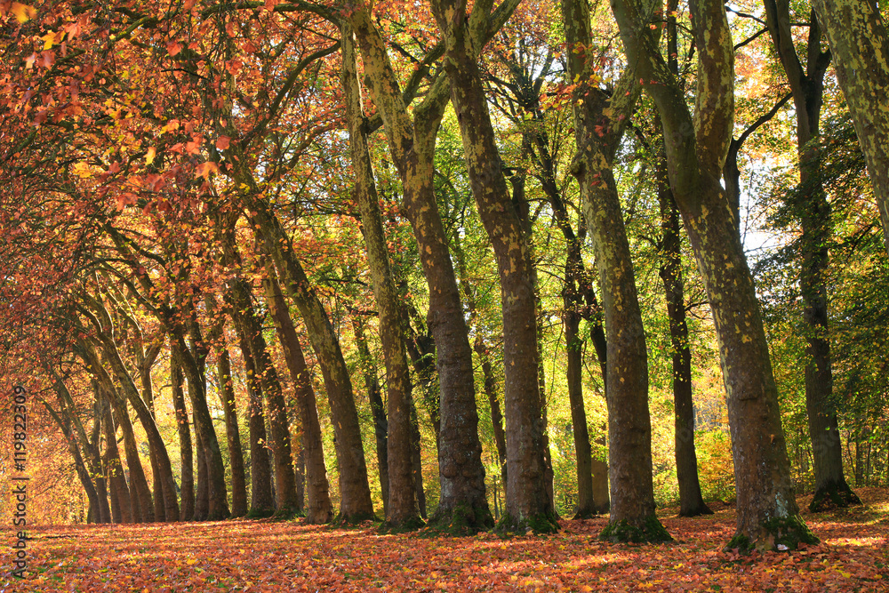 allée de platanes en automne Photos | Adobe Stock