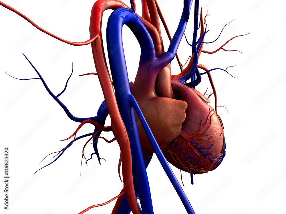 Ilustrace „Heart model, Human heart model, Full clipping path included ...