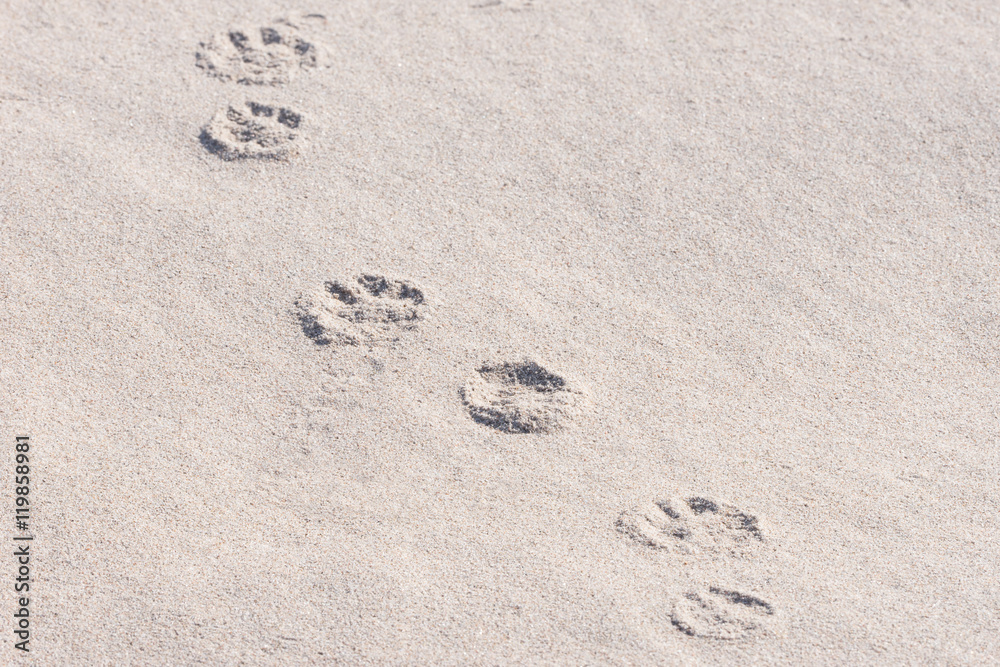 Dog paw prints in sand Stock Photo | Adobe Stock