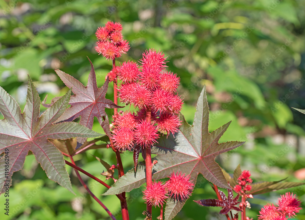Wunderbaum, Rizinus, Ricinus communis Stock Photo | Adobe Stock