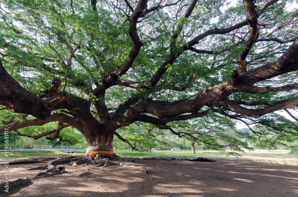 Giant mimosa rain tree (Travelling place) in Kanchanaburi provin Stock ...
