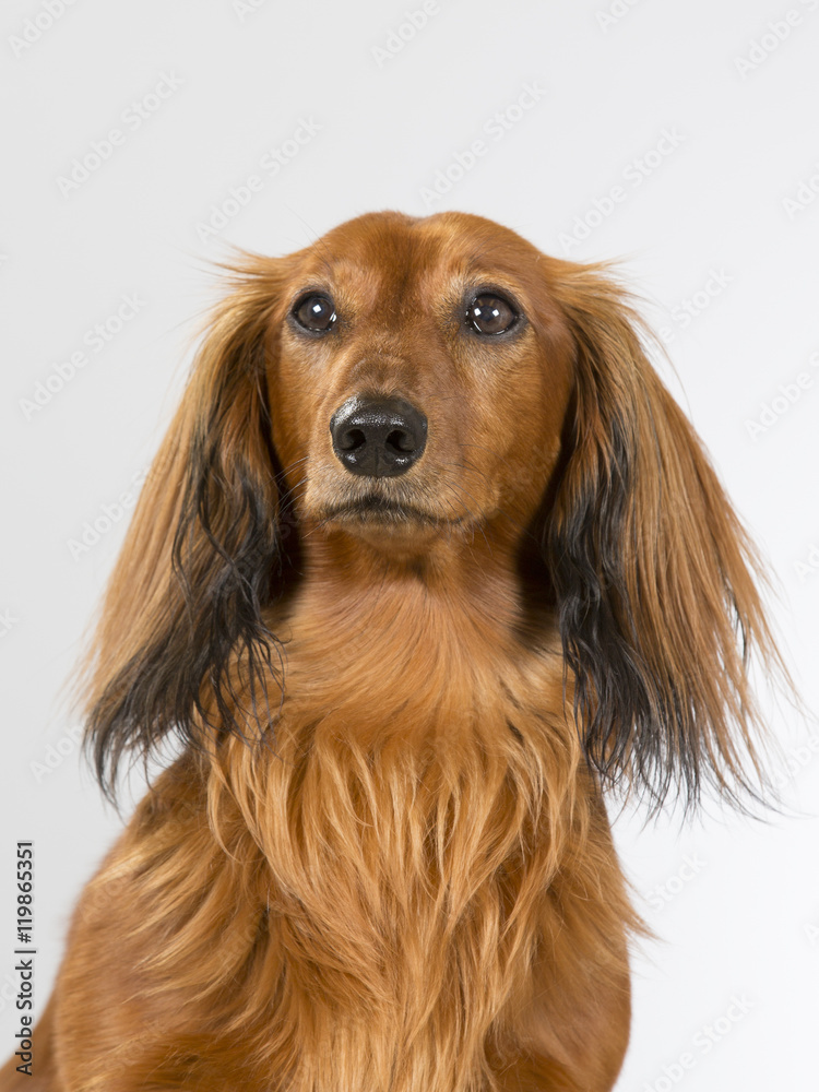 Wiener dog portrait. The dog is also known as a dachshund. Image taken ...