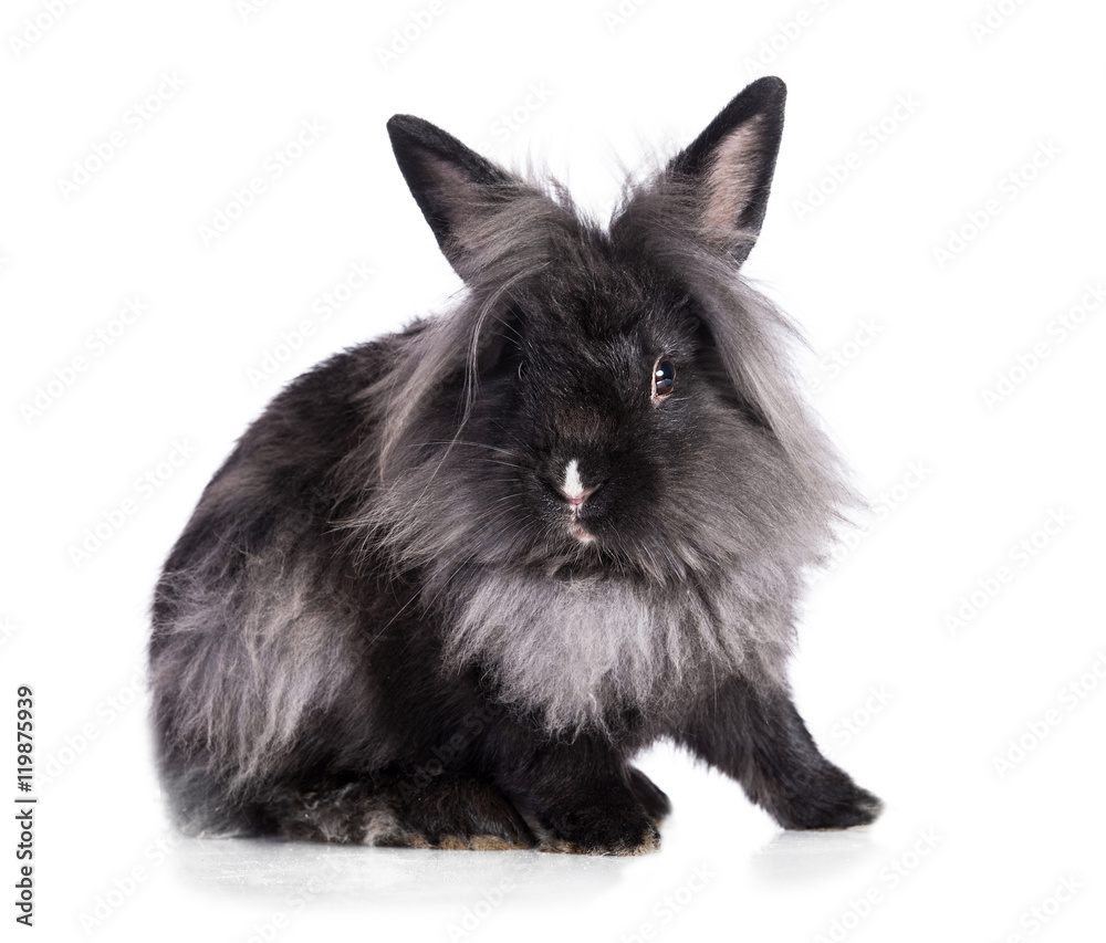 Black Fluffy Bunnies