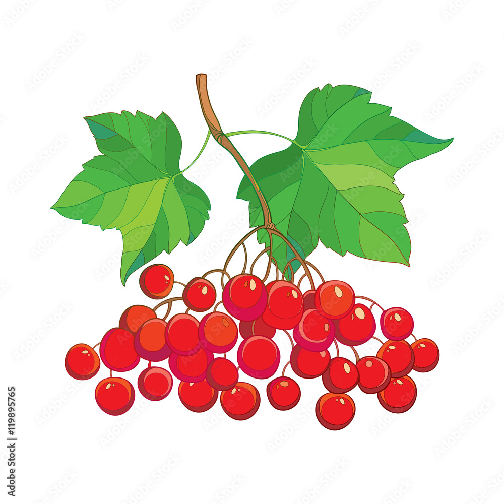 Guelder Rose Drawing