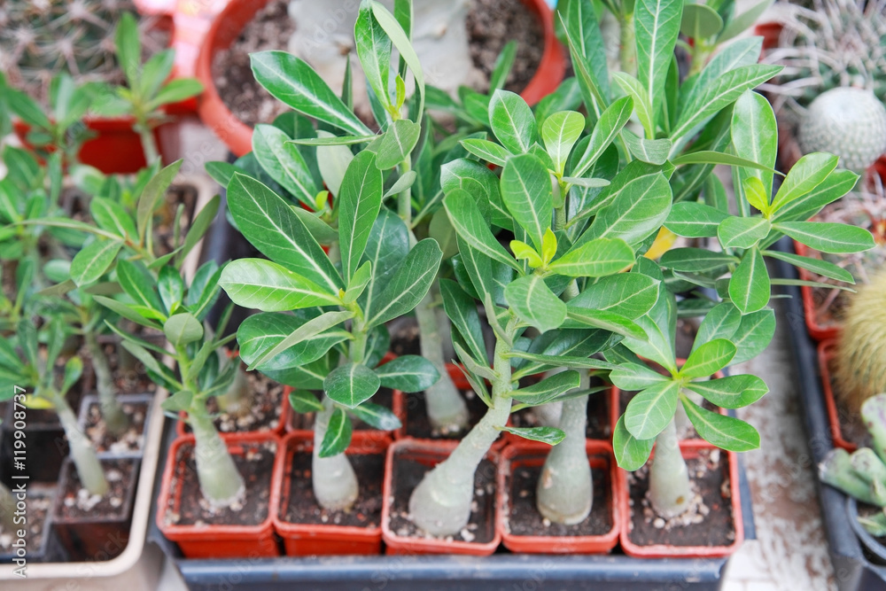 Adenium Stock Photo | Adobe Stock