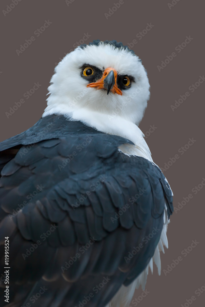 Retrato de un Águila Viuda (Spizaetus menaloneucus), composicion ...