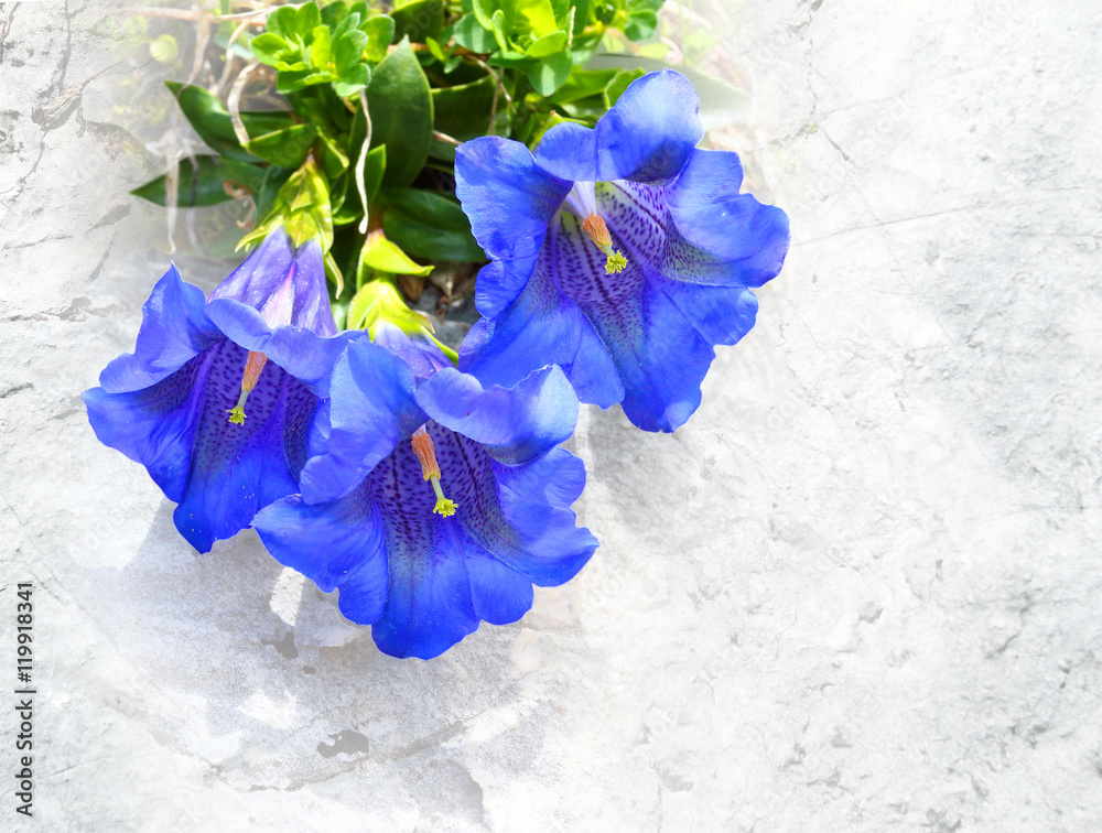 The Trumpet gentian (Gentiana Kochiana) is used in herbal medicine to ...