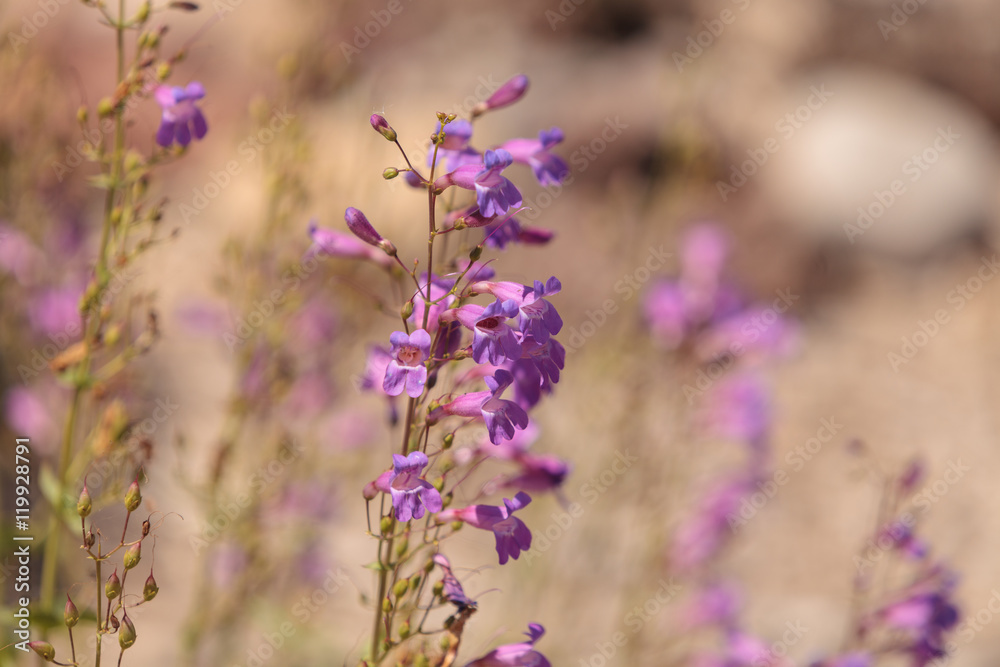 Purple showy penstemon flower Penstemon spectabilis blooms in a ...