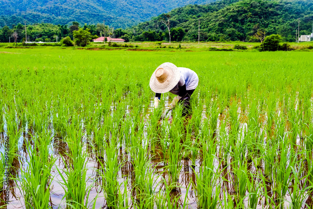 Farmers are using hand-pulling weeds in rice fields. Stock Photo ...