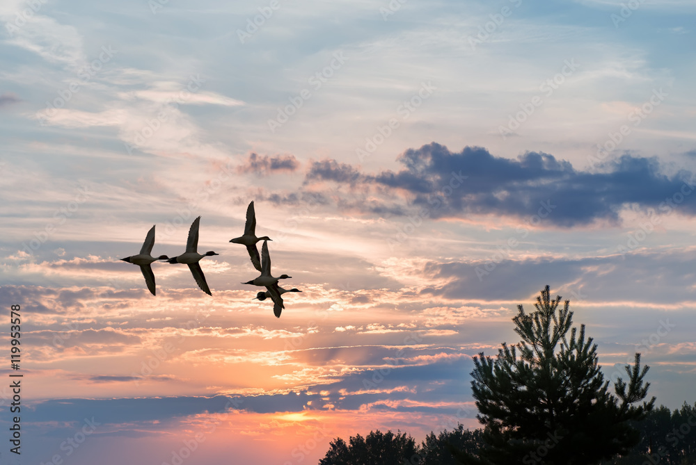 Bird in flight against bright autumn background Stock Photo | Adobe Stock