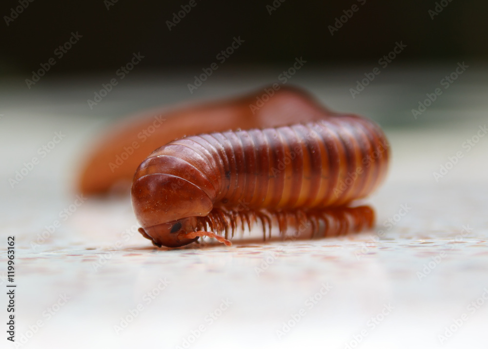 millipede Stock Photo | Adobe Stock