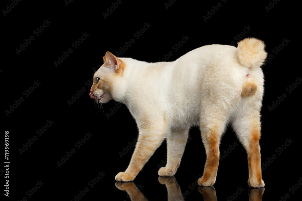 Cat Walking Back View