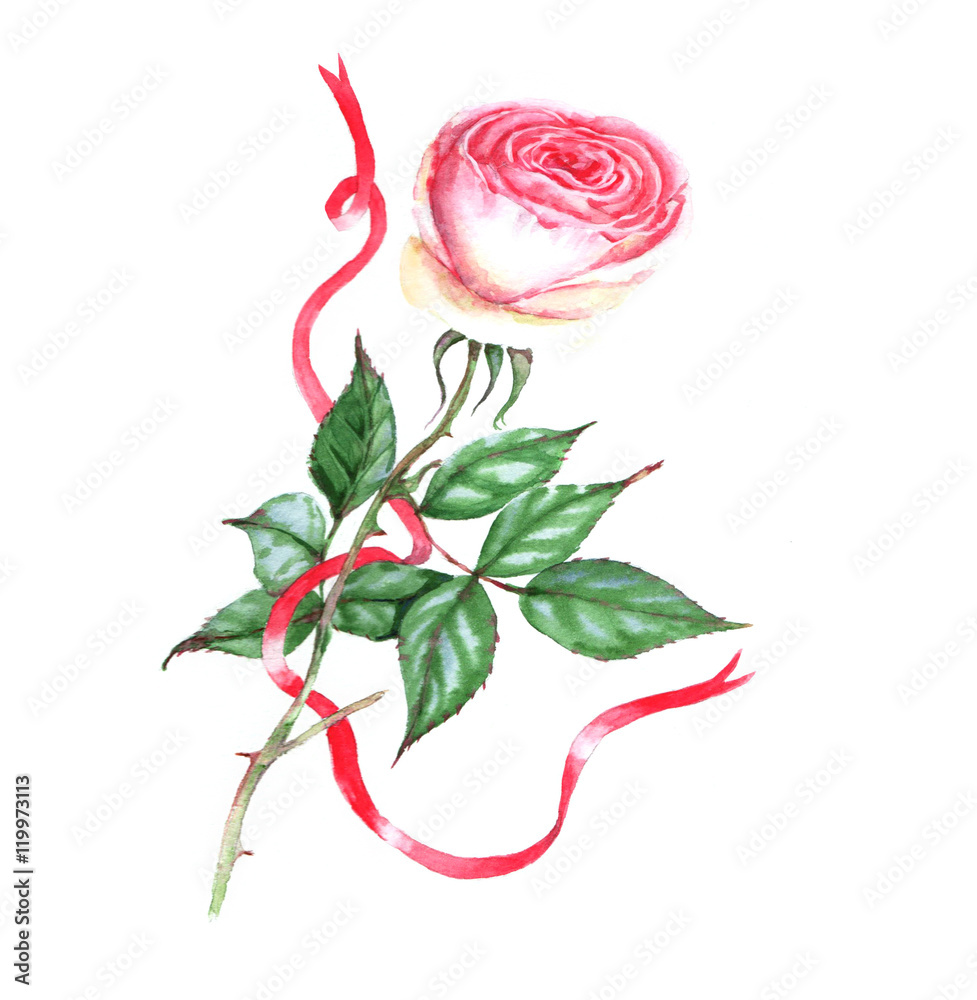 Rose And Ribbon Drawings