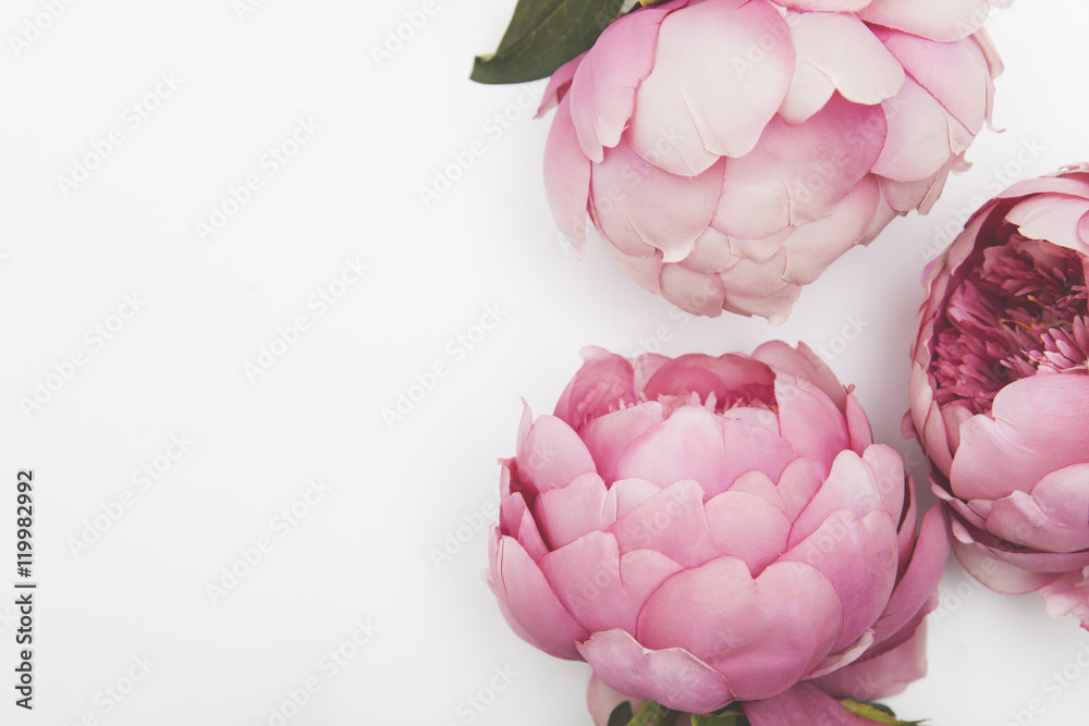 Pink flowers on a plain background Stock Photo | Adobe Stock