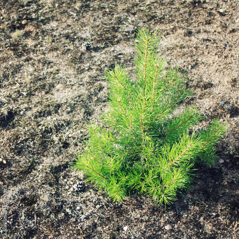 Small pine tree on the sand. Evergreen plant about three years old ...