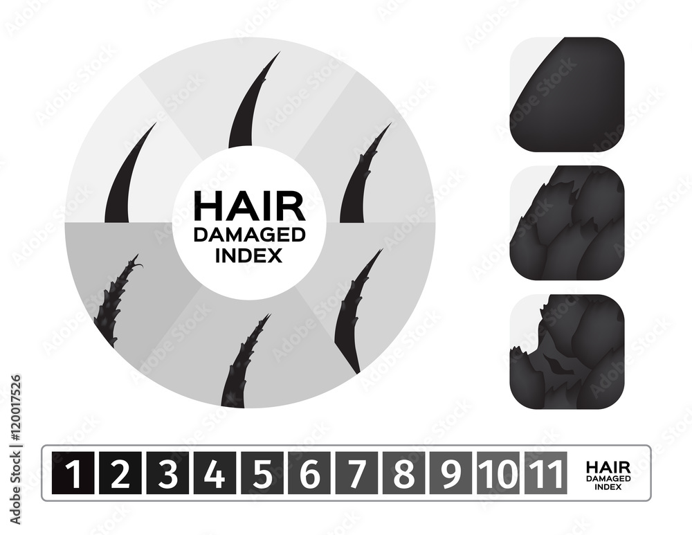 hair vector , damaged hair index and infographic Stock Vector | Adobe Stock