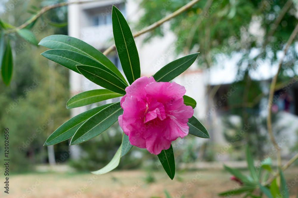 Oleander shrub, pink rose flowers with leaves. (Nerium oleander L ...