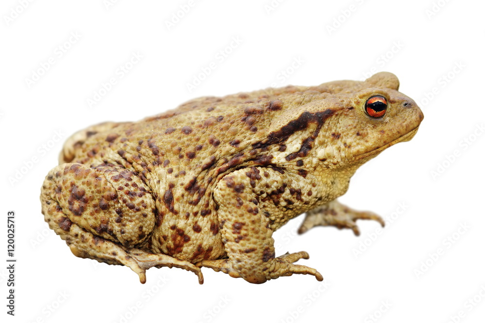 isolated common toad Stock Photo | Adobe Stock