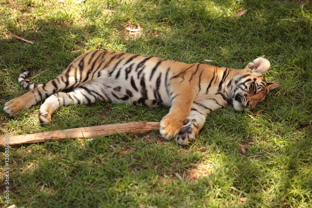 cute baby tiger playing with a stick on a grass Stock Photo | Adobe Stock