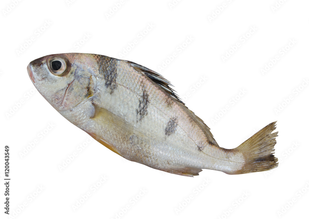 Saddle grunt fish isolated on white background, Pomadasys maculatus ...