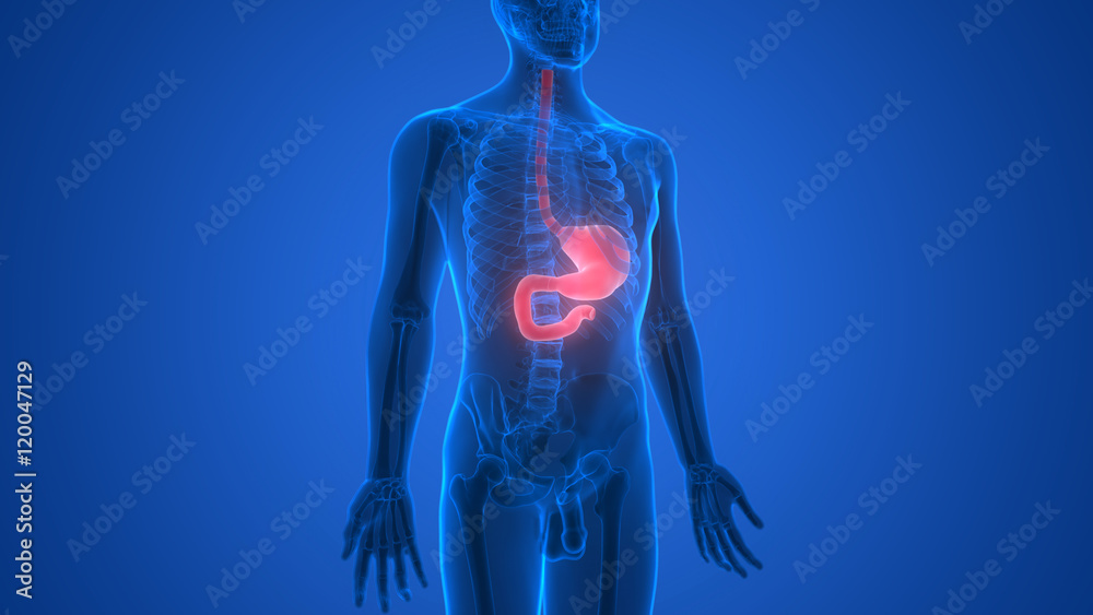 Human Body Organs (Stomach Anatomy) Stock Illustration | Adobe Stock