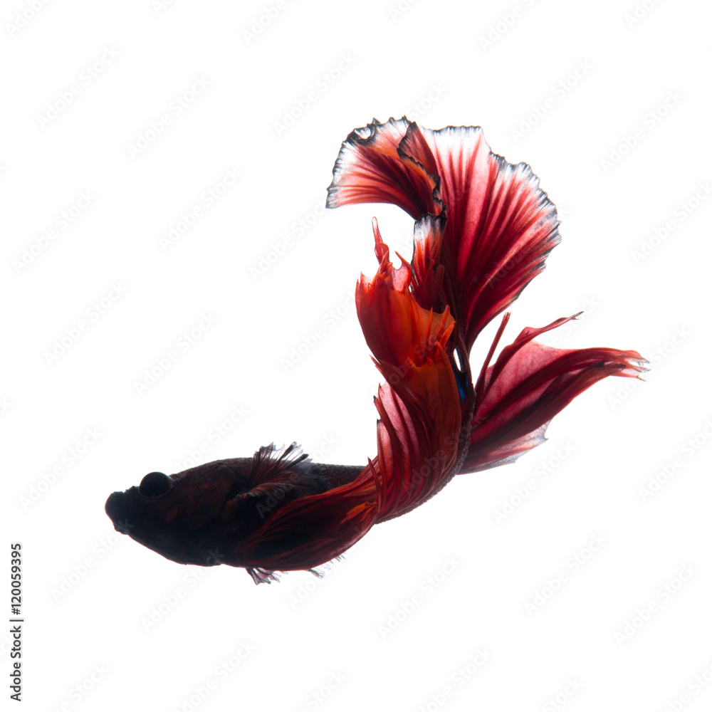 Red betta fish Stock Photo | Adobe Stock