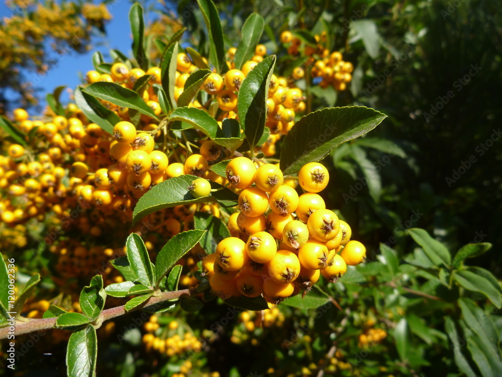 little yellow berries on a branch Stock Photo | Adobe Stock