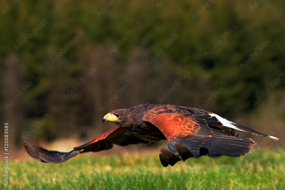 Flying bird of prey, Harris Hawk, Parabuteo unicinctus, landing. Bird ...