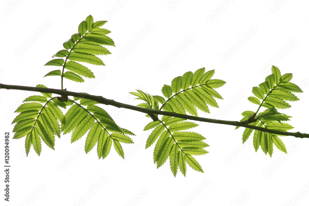 Mountain Ash Tree Leaf