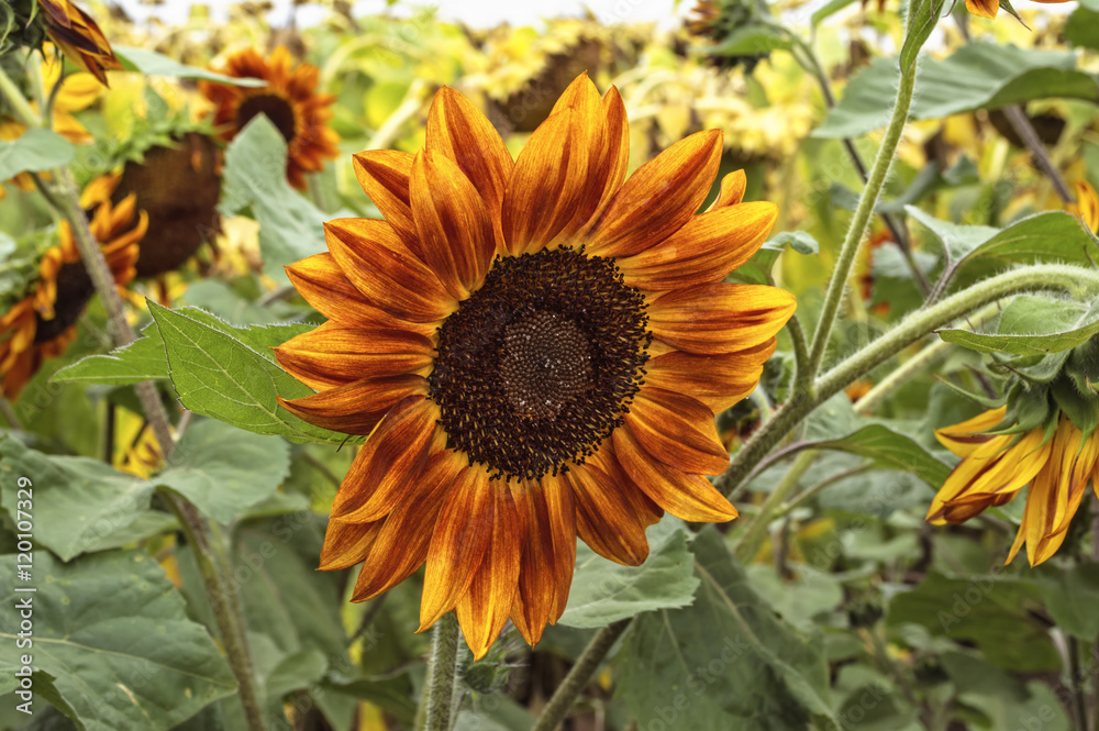 Beautiful, unusual red and yellow sunflower in field Stock Photo ...