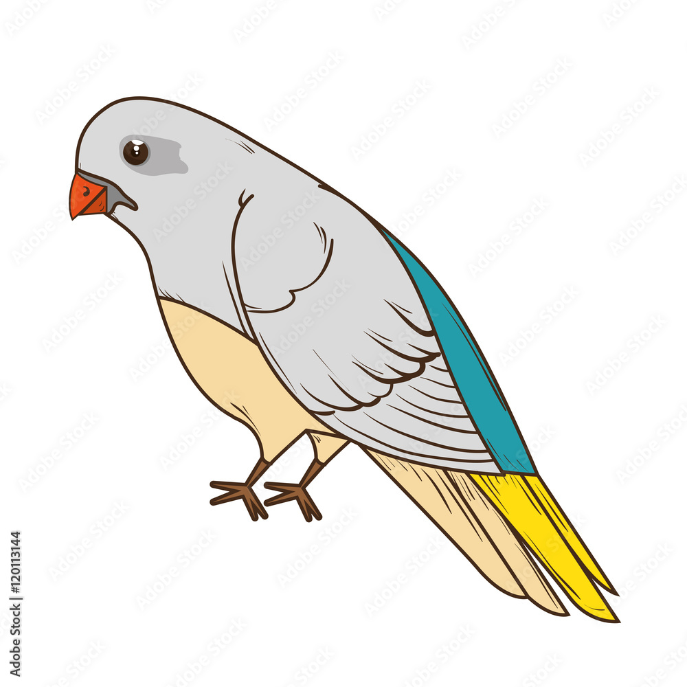 bird cartoon colorful animal. side view. vector illustration Stock ...
