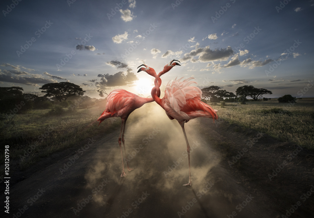 Twisted Flamingos Composite Stock Template | Adobe Stock