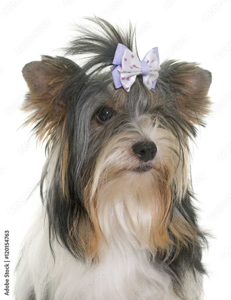 biewer yorkshire terrier Stock Photo | Adobe Stock