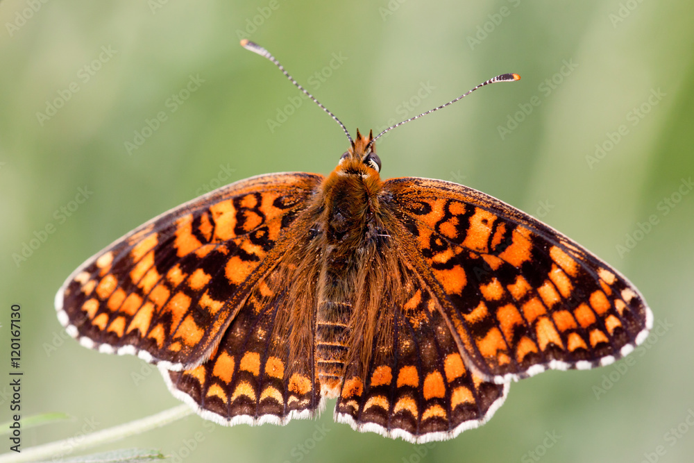 Marsh Fritillary, Euphydryas aurinia, is a butterfly of the Nymphalidae ...