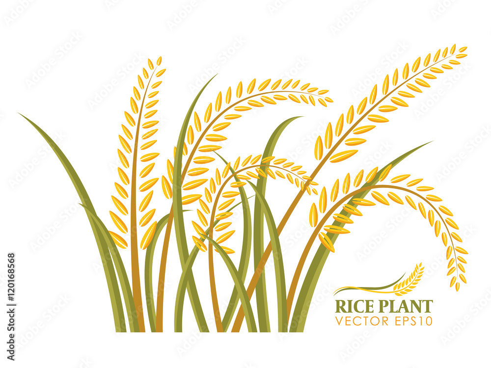 Rice plant isolate on white background vector design Stock Vector ...