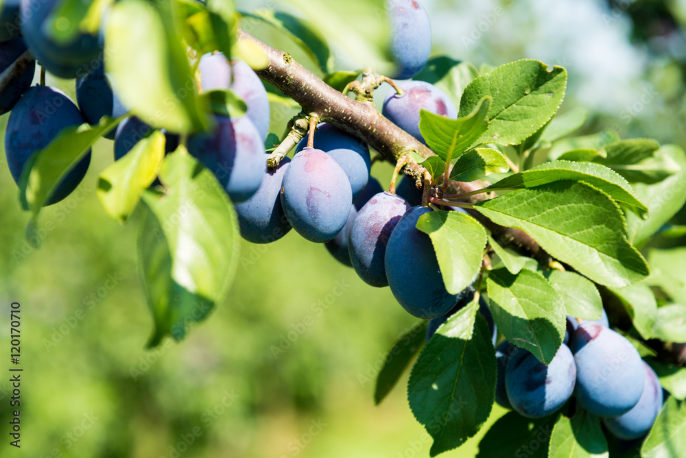 Bio Zwetschgen, Zwetschgenbaum am Bodensee Stock-Foto | Adobe Stock