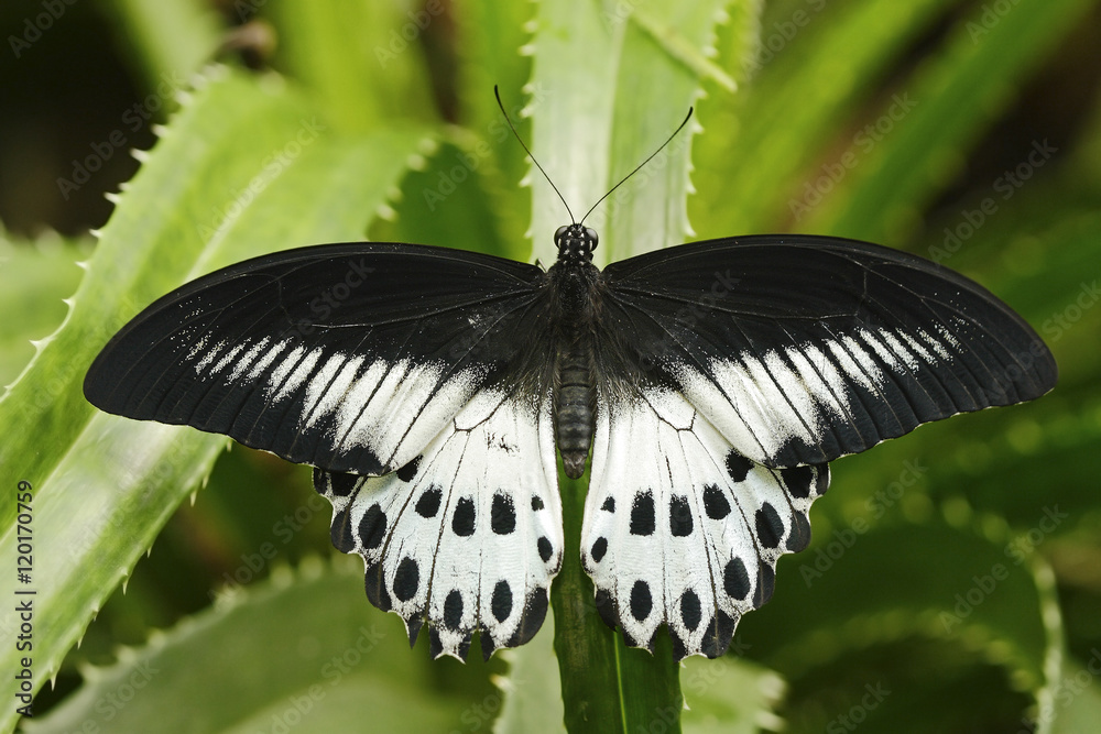 Beautiful butterfly from Indoa Blue Mormon, Papilio polymnestor ...