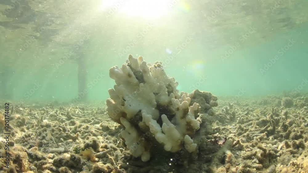 Coral bleaching: dead reef killed by climate change and rising sea ...