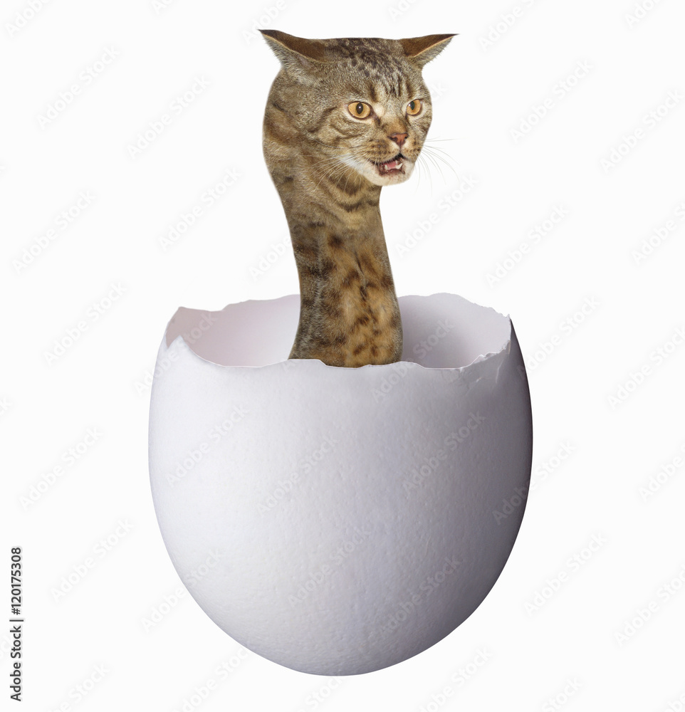 A cat looks like a big hairy snake. This is cub in a egg. White ...