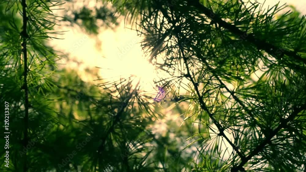 Exciting slow motion panoramic scene of moving sun sparkles along larch ...