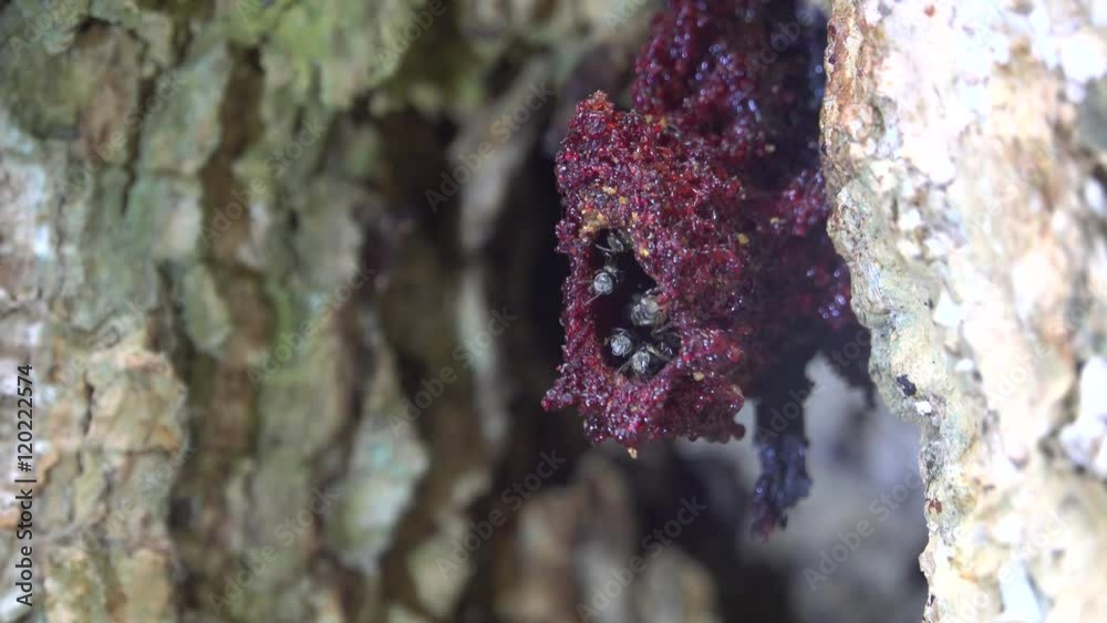 Stingless Honey Bees Or Meliponines Nest. Stingless bees, sometimes ...