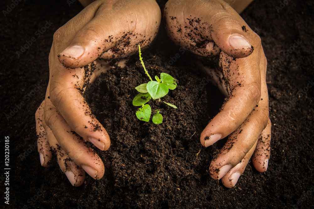 Small tree with Hands and soil , soil background Stock Photo | Adobe Stock
