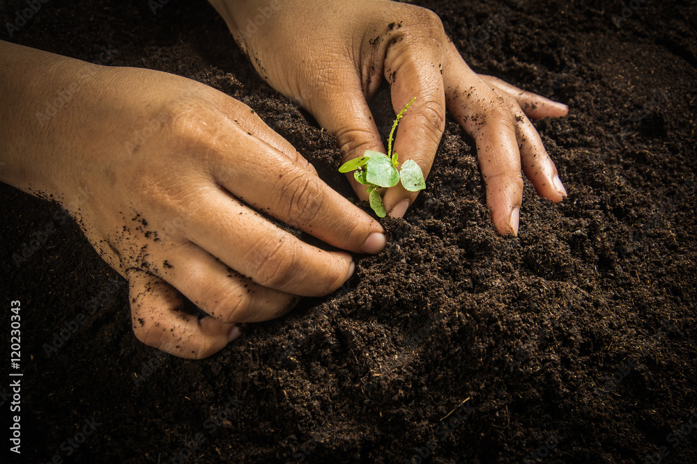 Small tree with Hands and soil , soil background Stock Photo | Adobe Stock
