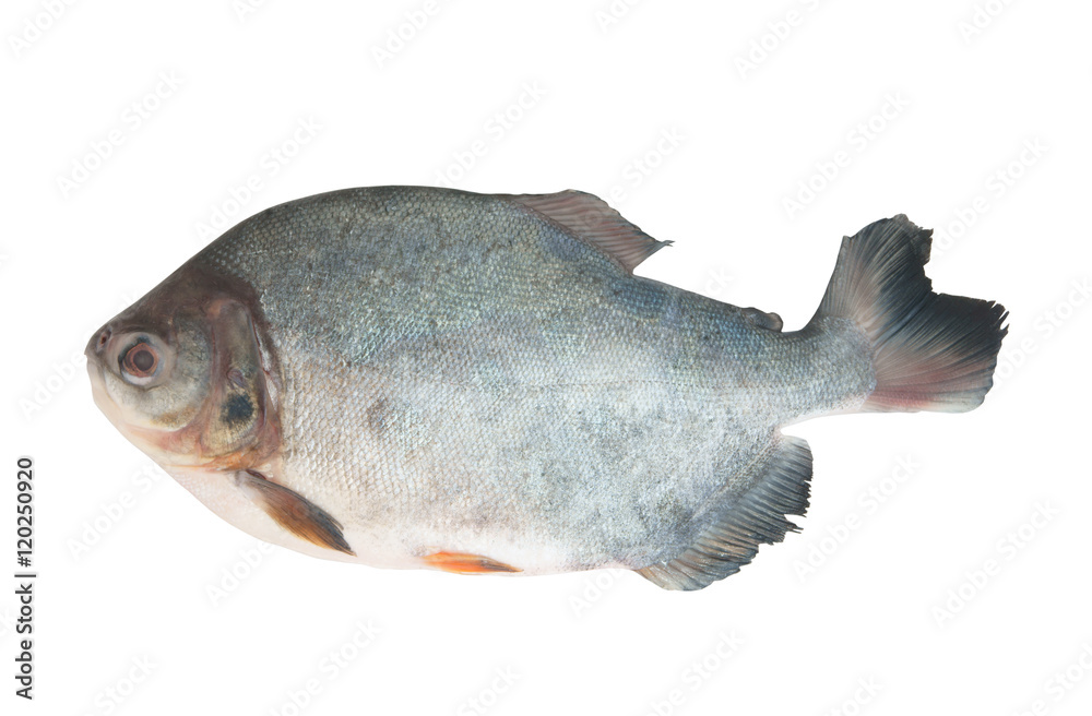 Pacu fish isolated on white background Stock Photo | Adobe Stock