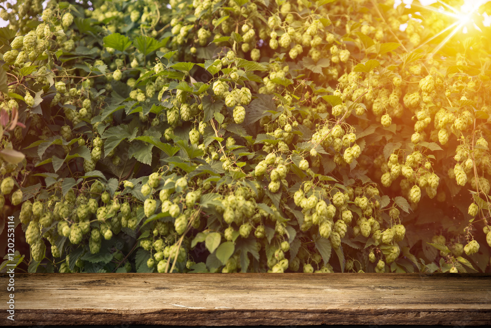 blurred background of hop plantation and sun light and desk Stock Photo ...