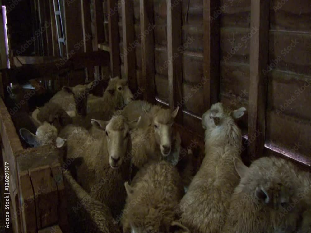 Sheep inside a barn in New Zealand Stock Video | Adobe Stock