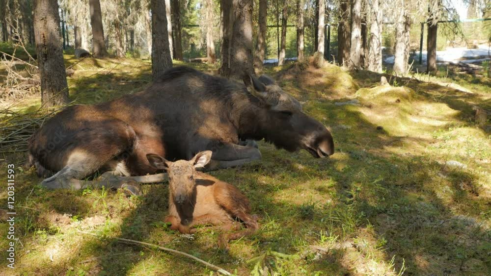 Female moose with two one-hour newborn calf Stock Video | Adobe Stock
