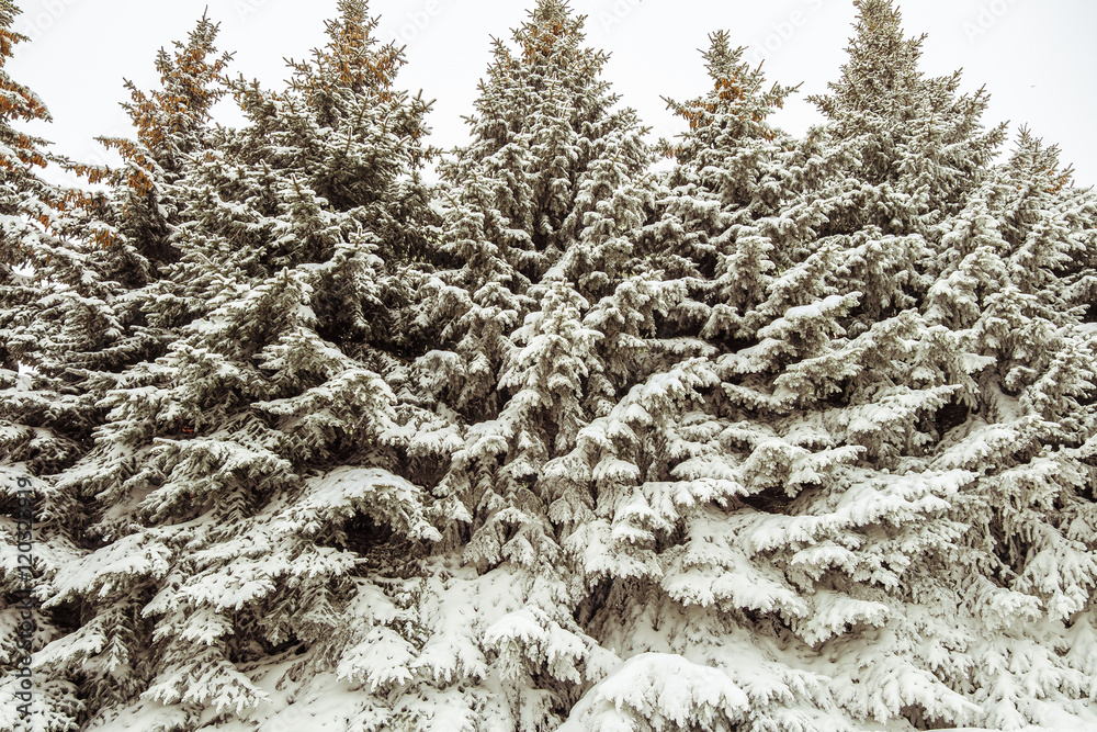 Wilds forest thicket. Siberian taiga thick. The solid impassable wall ...