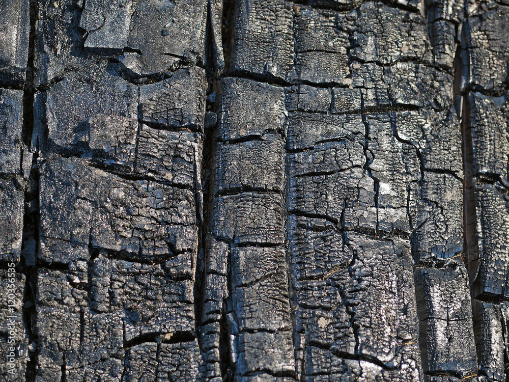 charred tree Stock Photo | Adobe Stock