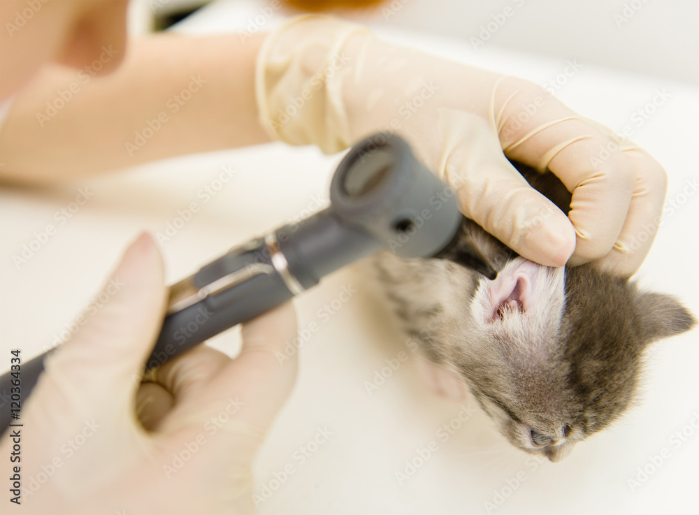 Vet examining a cat's ear with an otoscope Stock Photo | Adobe Stock